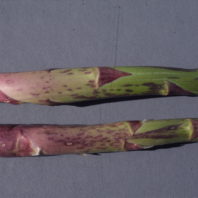 Asparagus Diseases | Department of Plant Pathology | Washington State ...