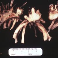 Asparagus Diseases | Department of Plant Pathology | Washington State ...