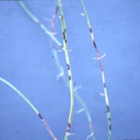 Asparagus Diseases | Department of Plant Pathology | Washington State ...