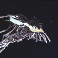 Asparagus Diseases | Department of Plant Pathology | Washington State ...