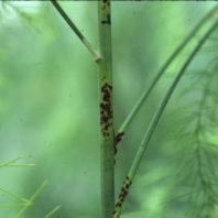 Asparagus Diseases | Department of Plant Pathology | Washington State ...