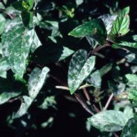 Mint Diseases | Department of Plant Pathology | Washington State University