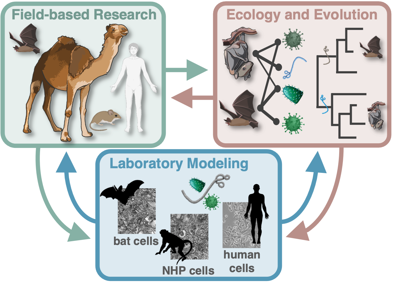 Lab Site for Molecular Ecology of Zoonotic and Animal Pathogens ...