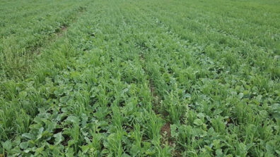 Dual-Purpose Canola | Washington Oilseed Cropping Systems | Washington ...