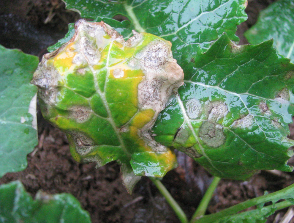 Disease | Washington Oilseed Cropping Systems | Washington State University