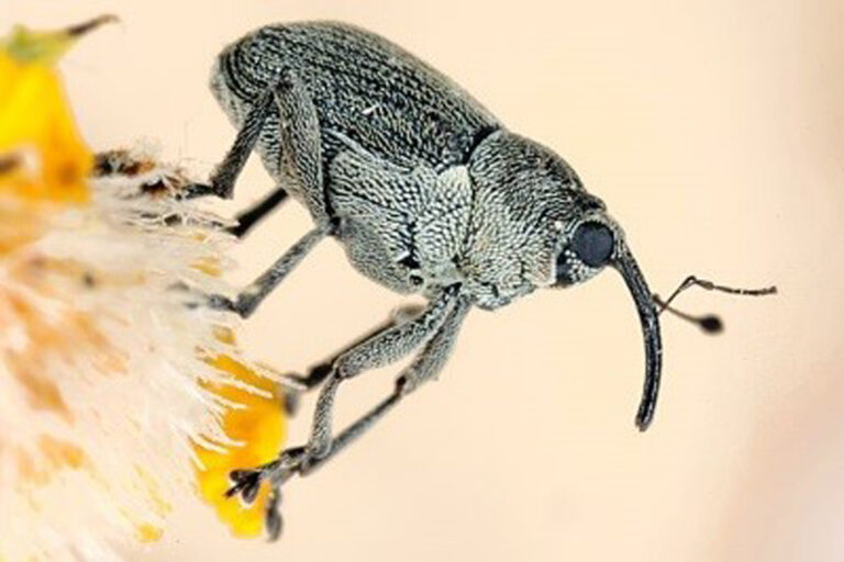 Cabbage Seedpod Weevils | Washington Oilseed Cropping Systems ...