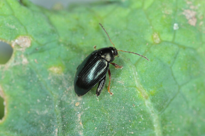 Common Insect Pests in Canola | Washington Oilseed Cropping Systems ...