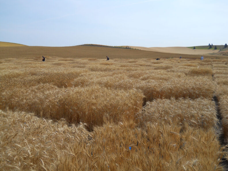 Breeding 1 | Department of Crop and Soil Sciences | Washington State ...