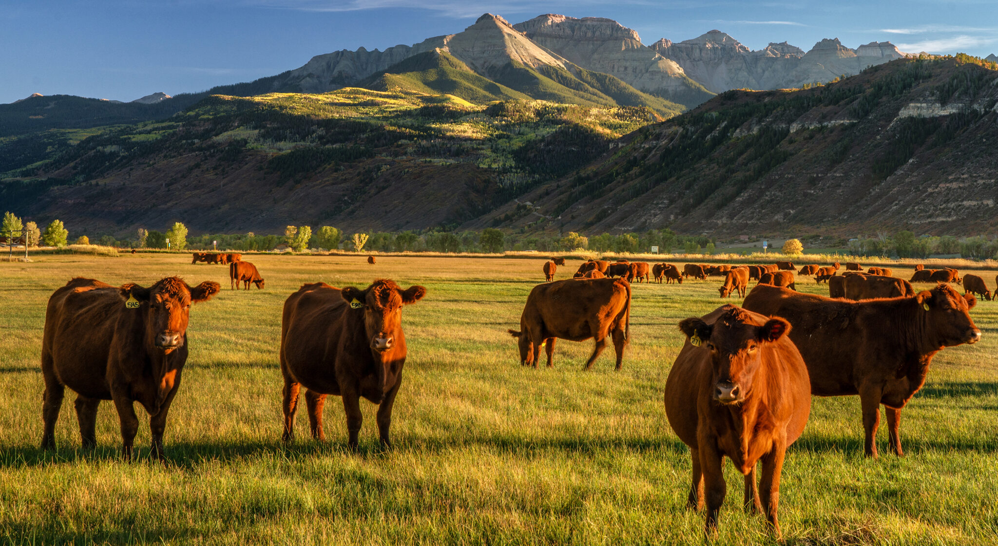 Bovine | Washington Animal Disease Diagnostic Laboratory | Washington ...