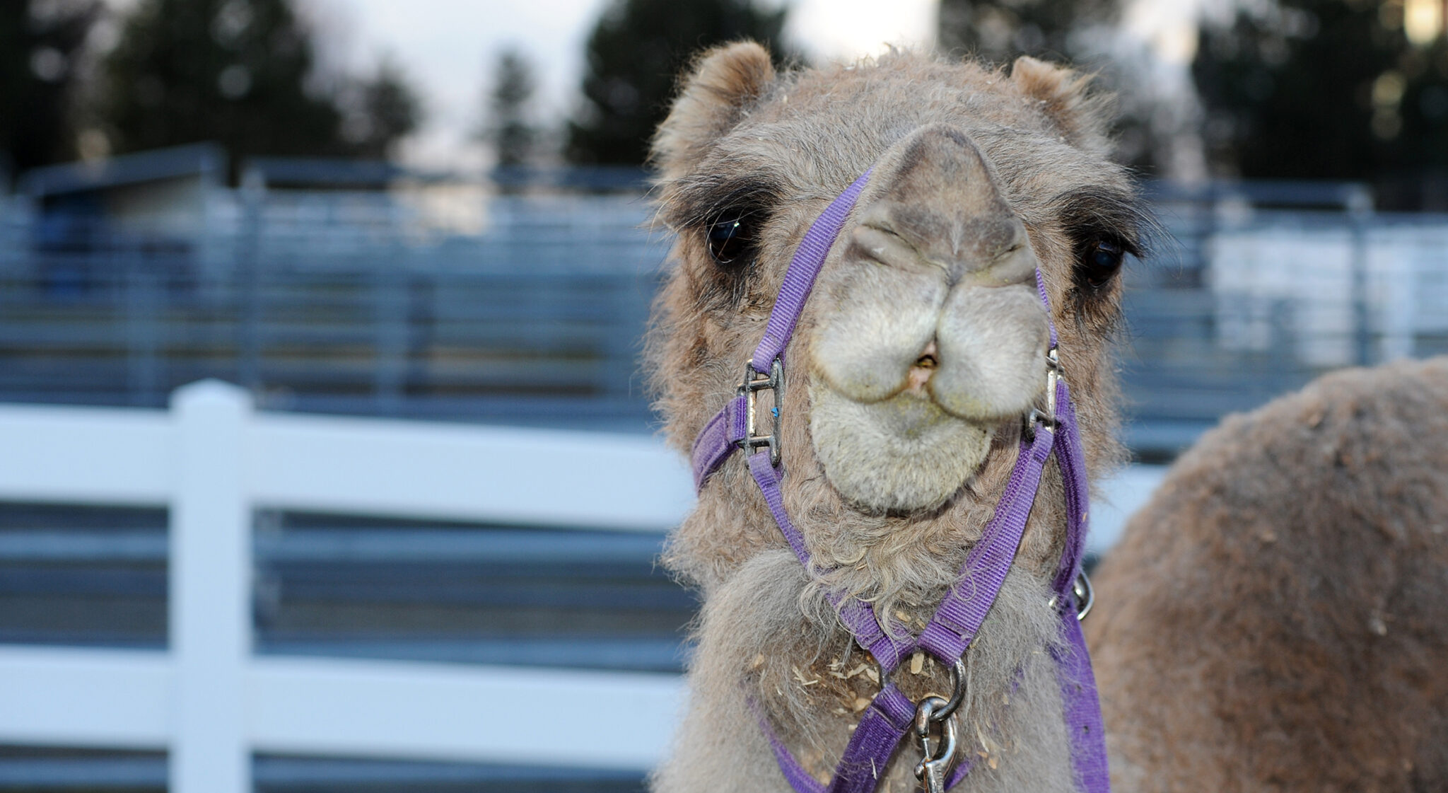 Camelid | Washington Animal Disease Diagnostic Laboratory | Washington ...