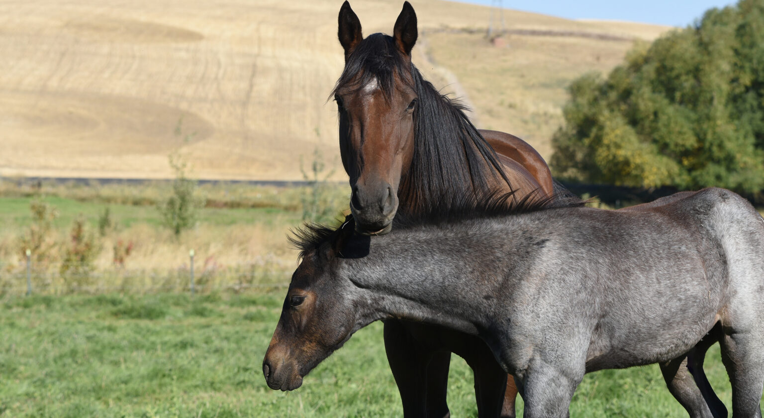 Horses | Washington Animal Disease Diagnostic Laboratory | Washington ...