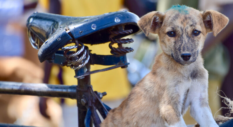 Dogs | Washington Animal Disease Diagnostic Laboratory | Washington ...