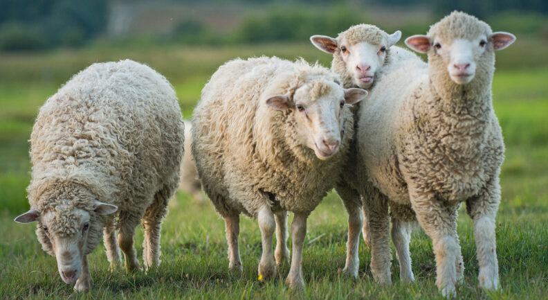 Sheep | Washington Animal Disease Diagnostic Laboratory | Washington State University