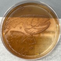 Aeromonas salmonicida, “Furunculosis” | Washington Animal Disease ...