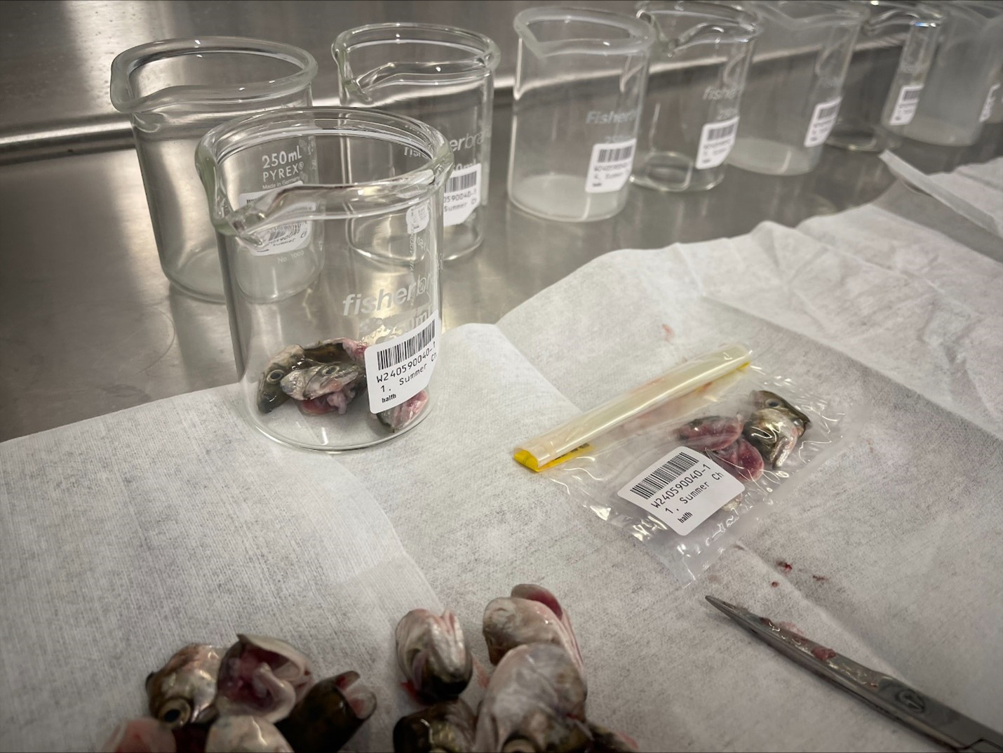 Pepsin-Trypsin Digestion (PTD) for Myxobolus cerebralis testing ...