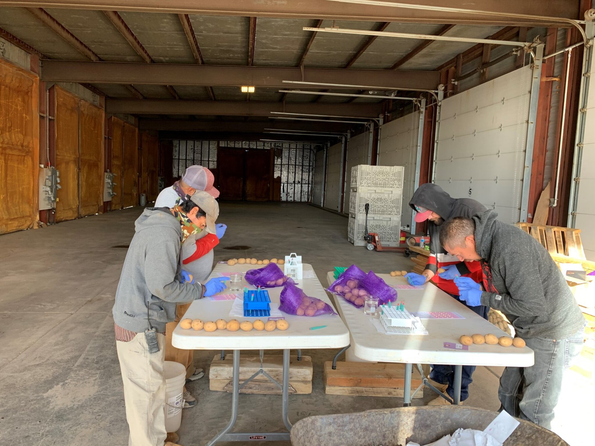 Research | Berry and Potato Pathology | Washington State University