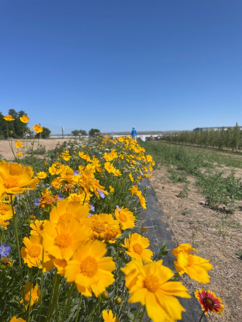 Insect Habitat Survey | Robert Orpet Laboratory | Washington State ...