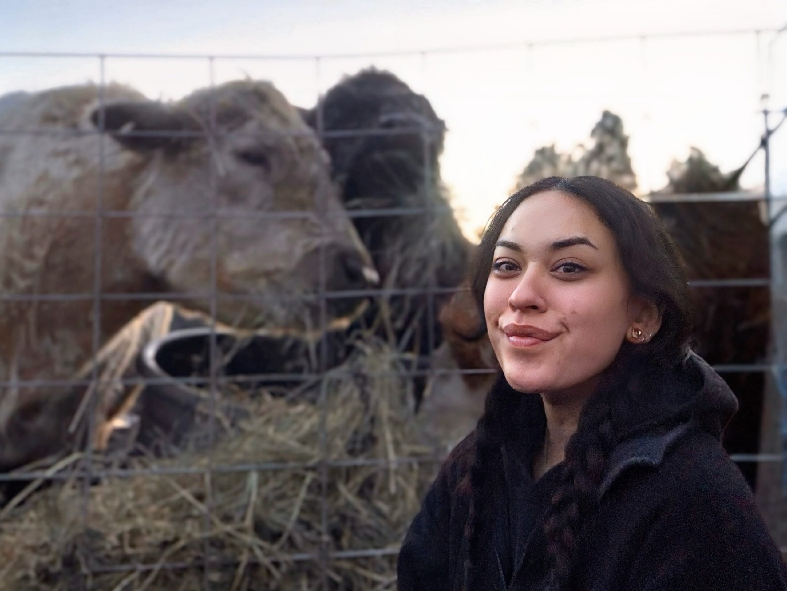 Cows, research, and ambition: WSU student lands competitive internship ...