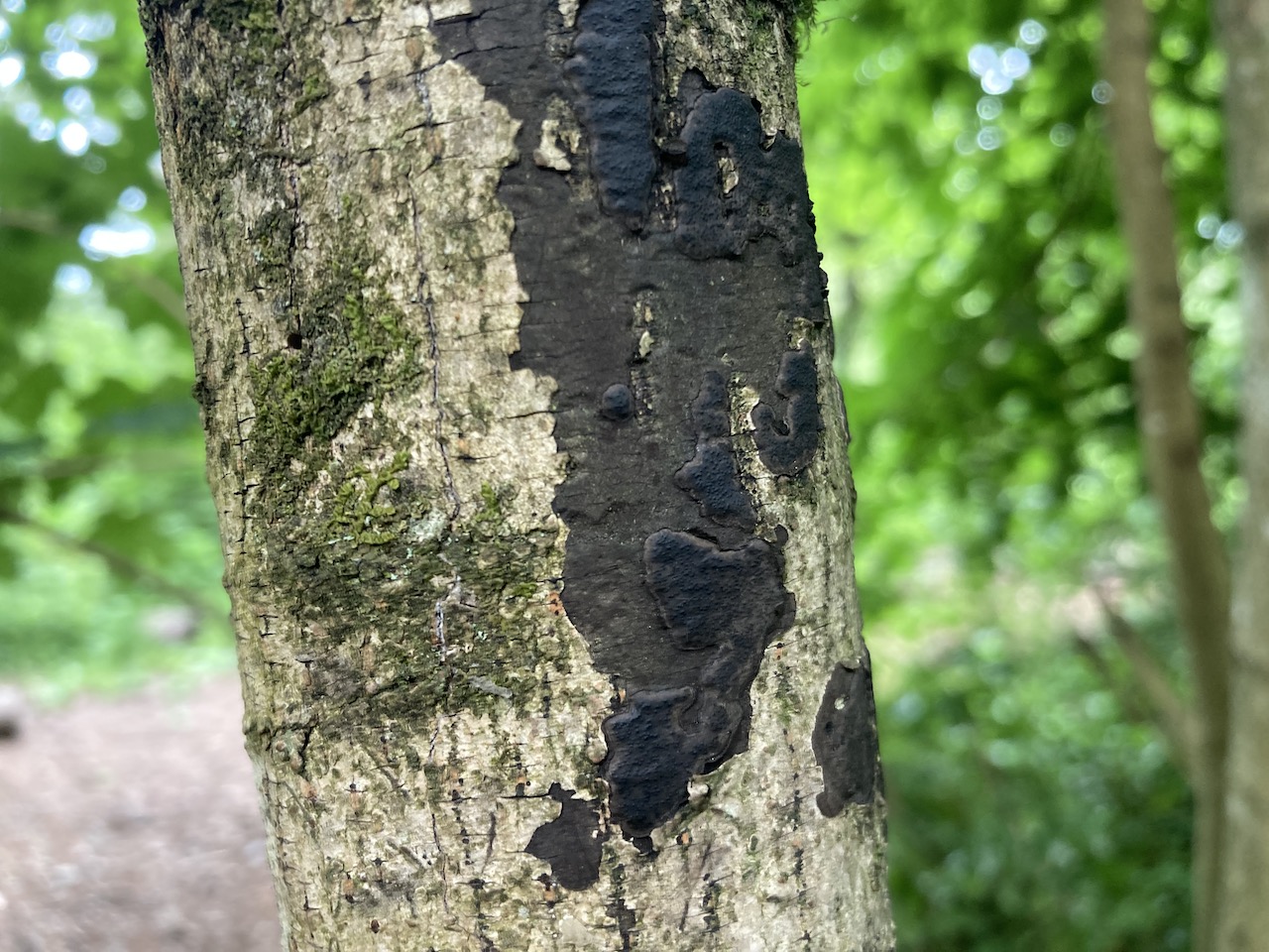 Registration Confirmation Wsu Urban Forest Health Lab Washington