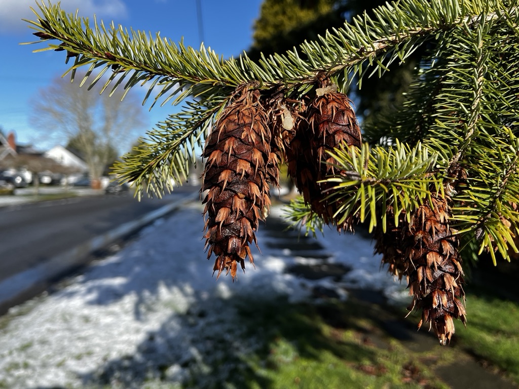 Climate Adaptation | WSU Urban Forest Health Lab | Washington State ...