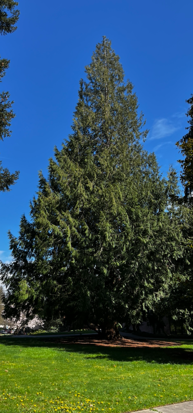 Tacoma’s neighborhoods need more trees | WSU Urban Forest Health Lab ...