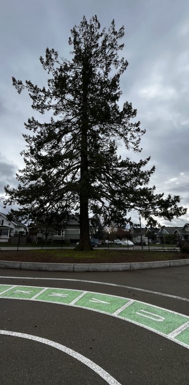 Tacoma’s neighborhoods need more trees | WSU Urban Forest Health Lab ...
