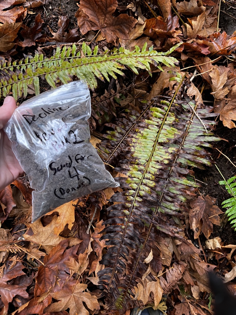 Sword Fern Dieback | WSU Urban Forest Health Lab | Washington State ...