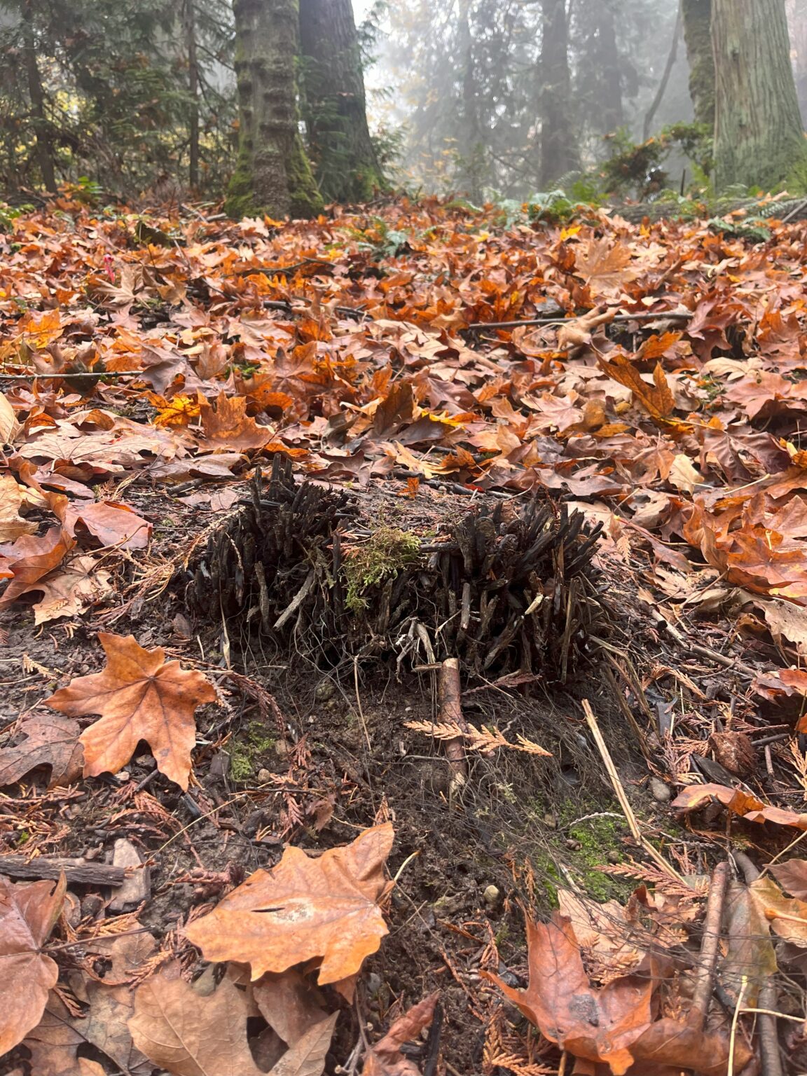 Western Sword Fern Dieback | WSU Urban Forest Health Lab | Washington ...