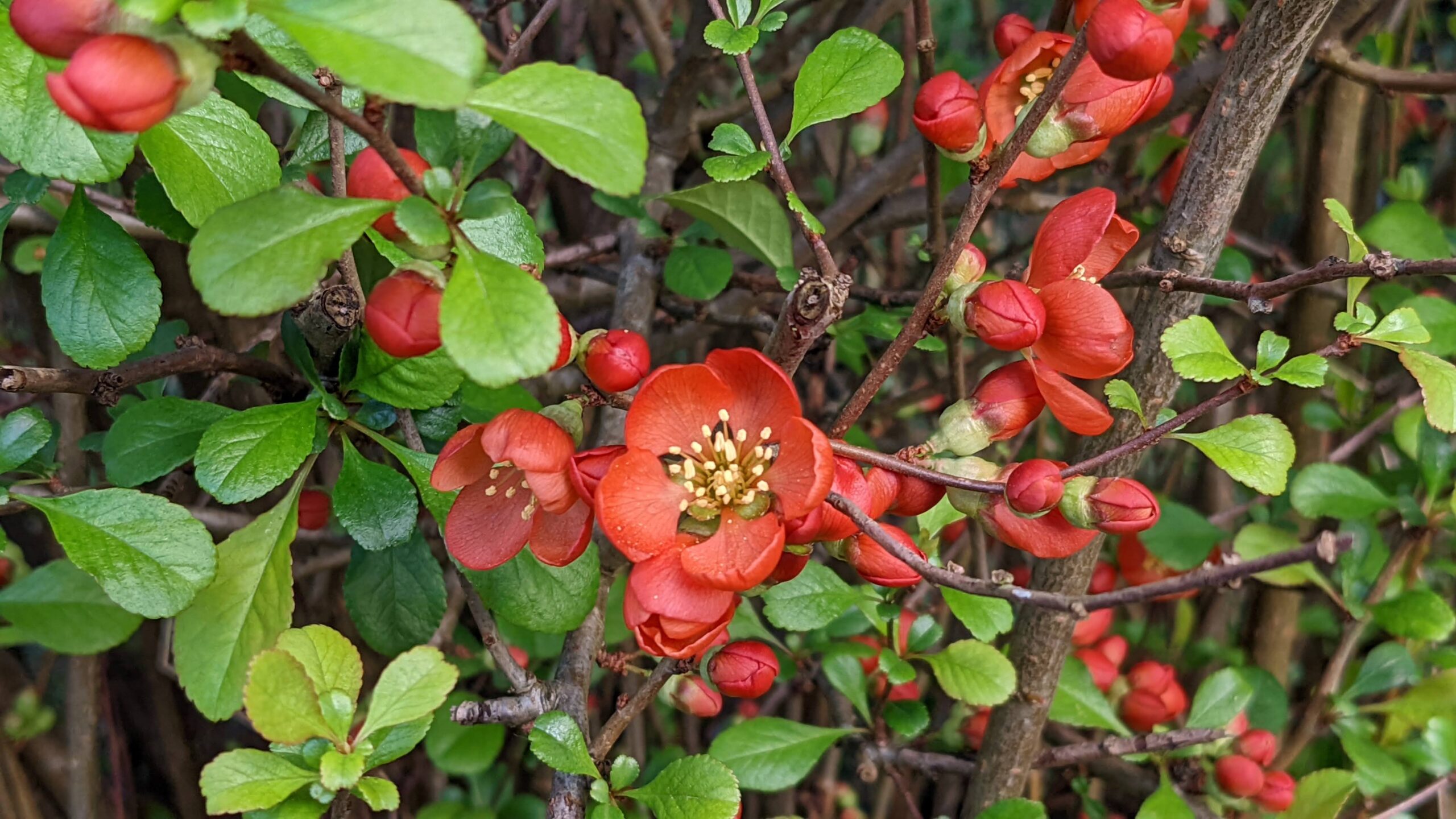 Sortable Plant Table | Hedgerows | Washington State University Sortable Plant Table | Hedgerows | Washington State University