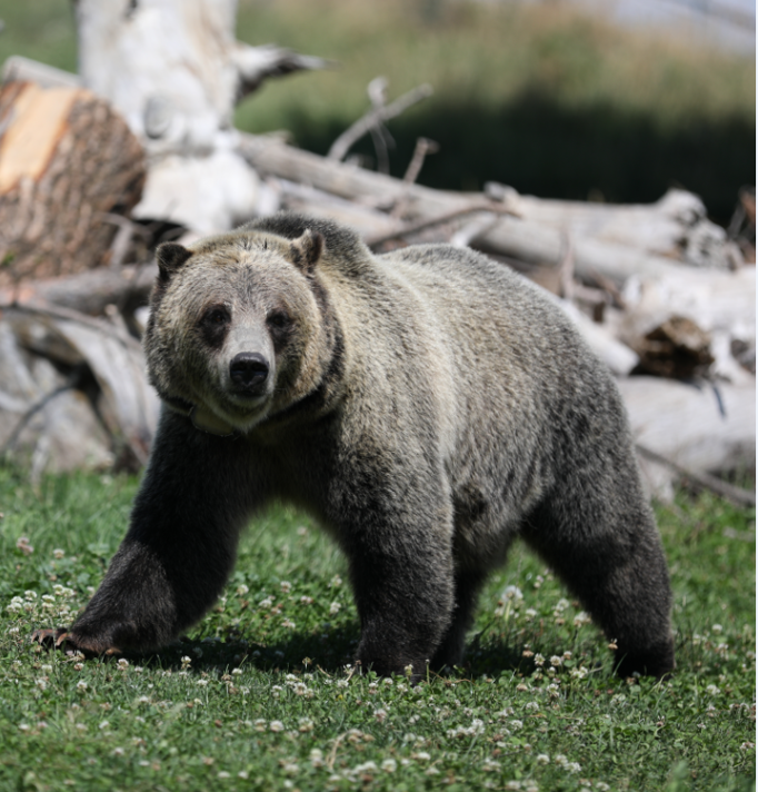 Willow-yard | WSU Bear Center | Washington State University