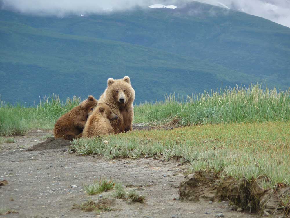 Research | WSU Bear Center | Washington State University