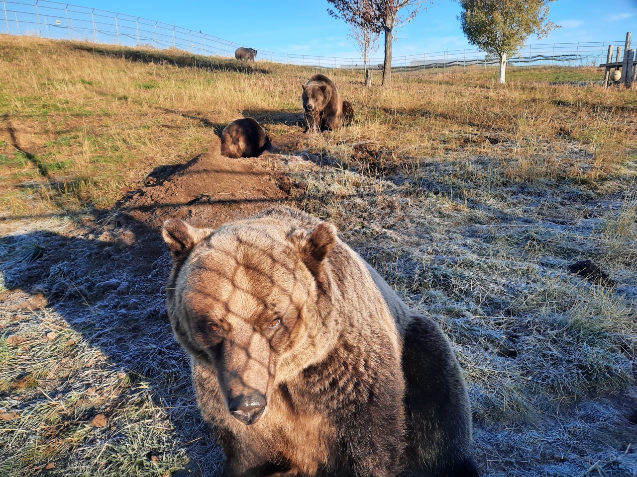 Photos & Videos | WSU Bear Center | Washington State University