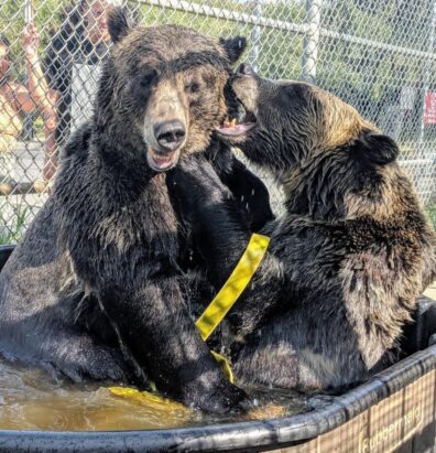 Photos & Videos | WSU Bear Center | Washington State University