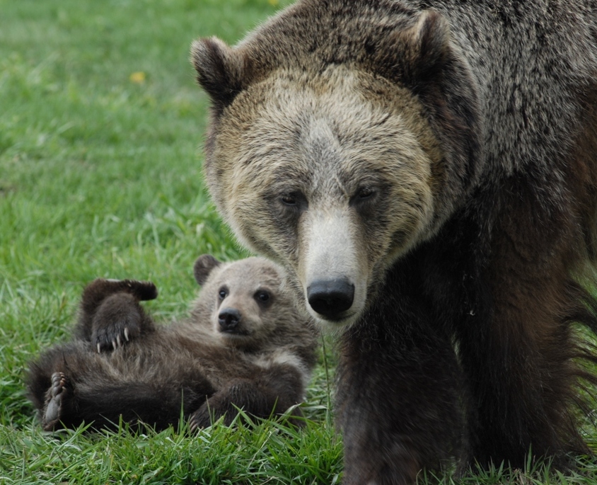 Photos & Videos | WSU Bear Center | Washington State University
