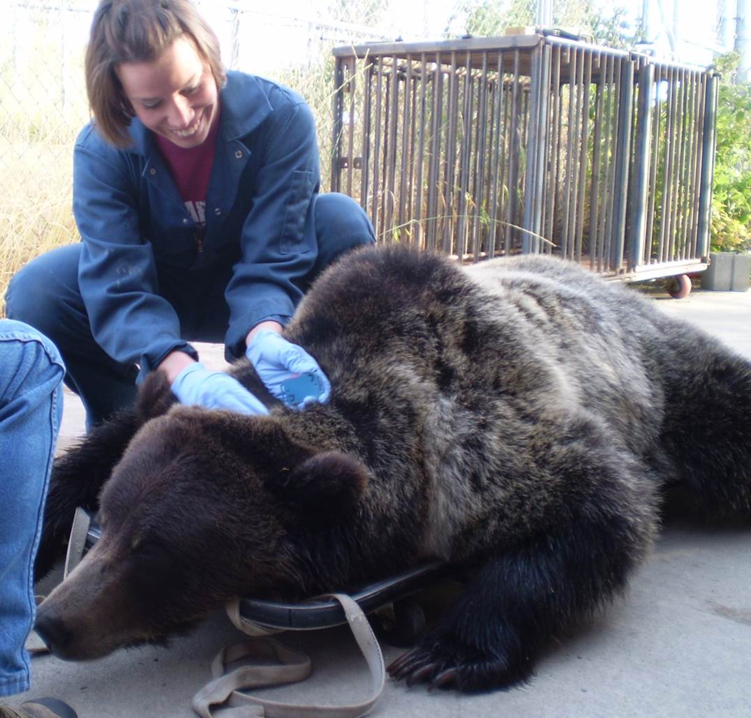 Research | WSU Bear Center | Washington State University