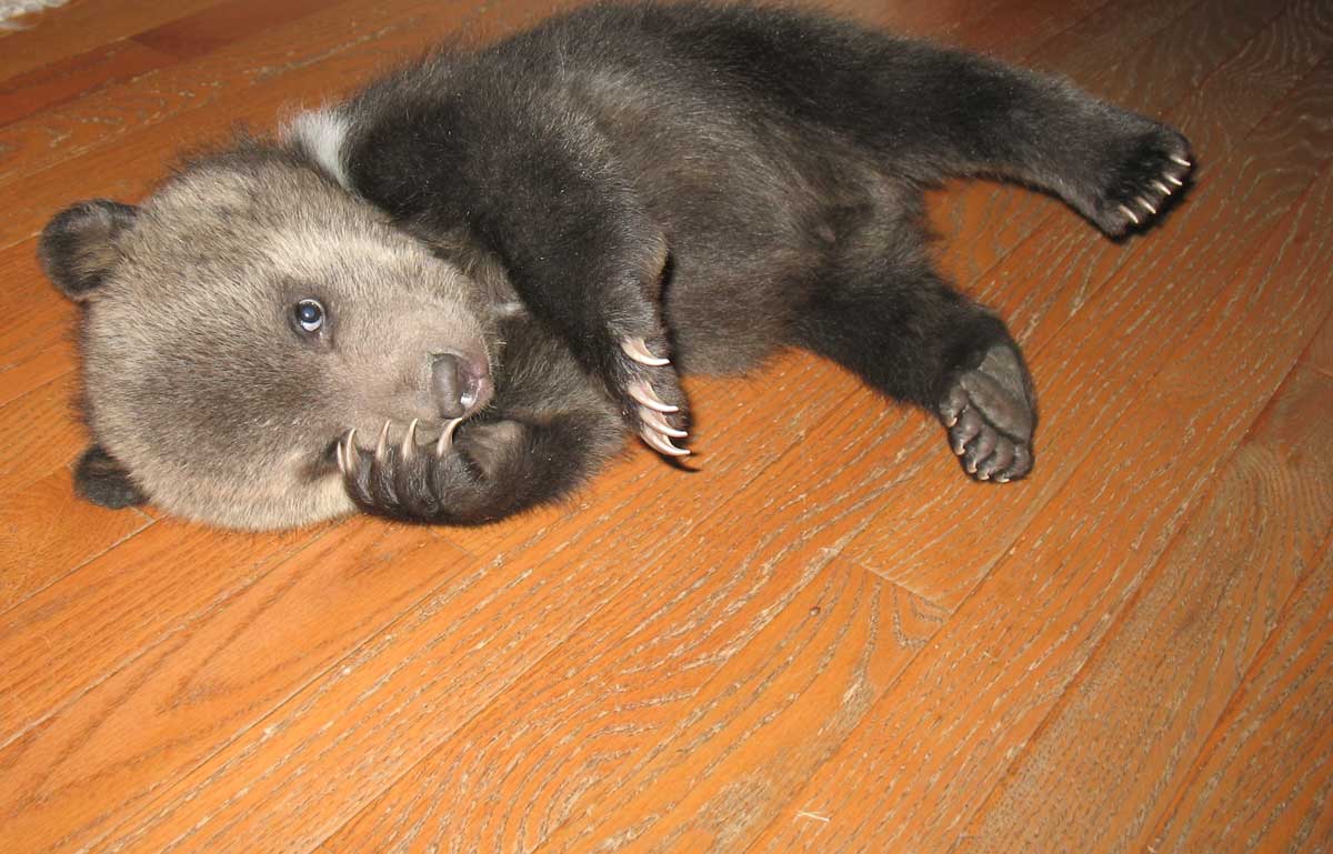 young-cub-2 | WSU Bear Center | Washington State University