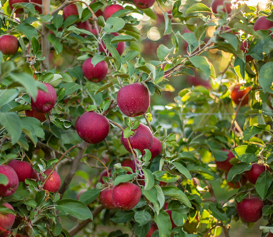 A better life, thanks to Washington State University | Washington State ...