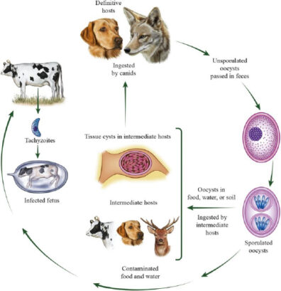 An update on diagnosis of Neospora caninum-induced abortion in cattle ...