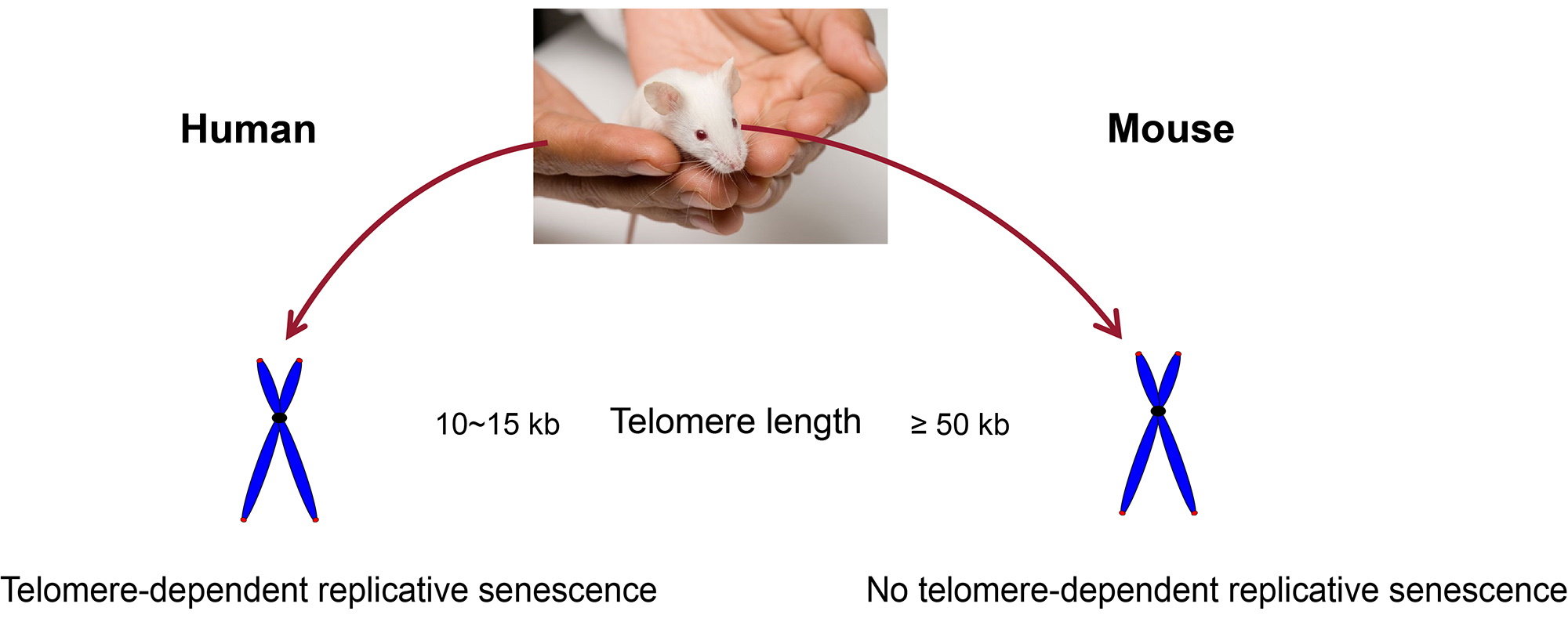 HuT mice model | Jiyue Zhu | Washington State University