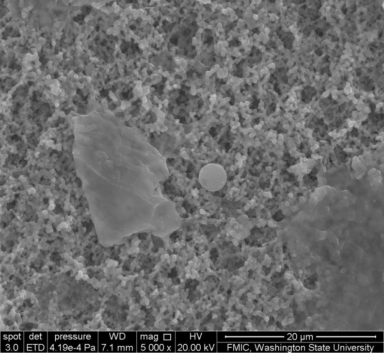 Fate and Transport of Micro- and Nano-scale Plastics in Washington ...