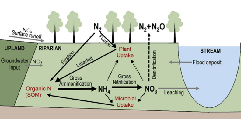 Nitrogen Retention in Restored Riparian Buffers: Impacts of Stand Age ...