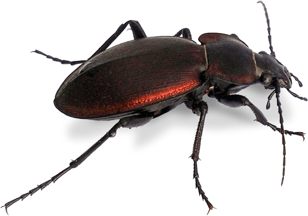 Insect Identification | Plant Clinic Site | Washington State University