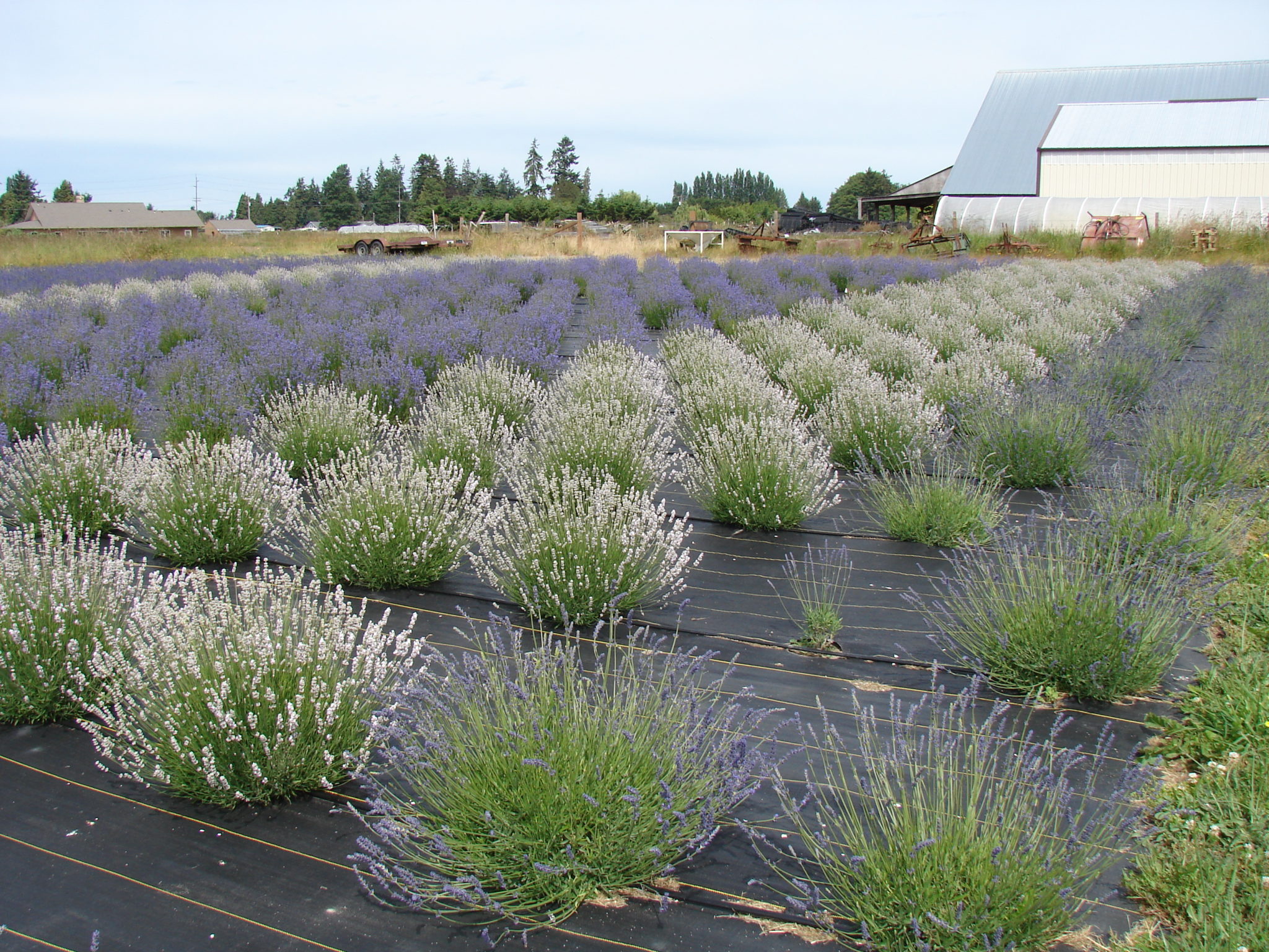 Lavender Research | PPO Home | Washington State University