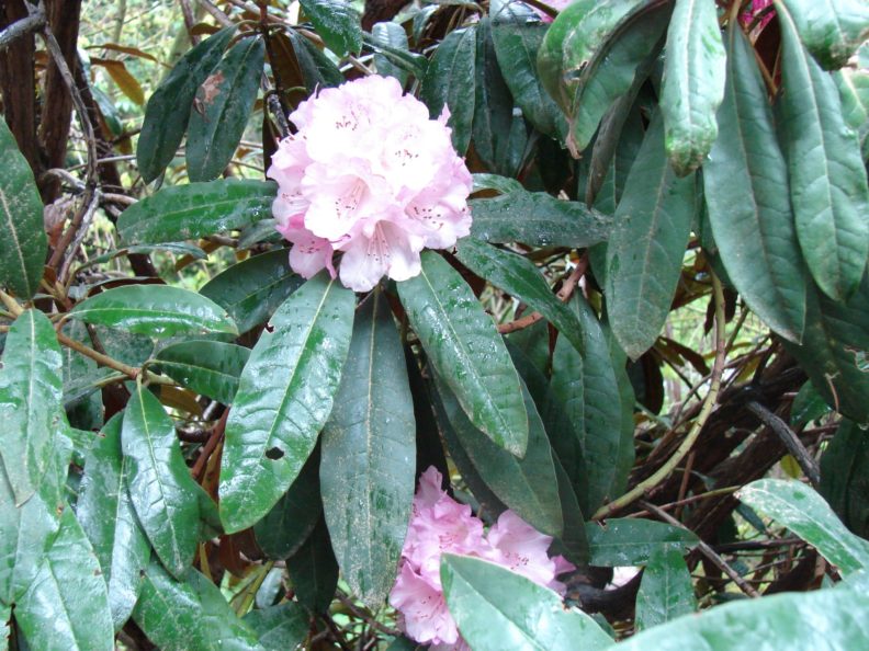 Rhododendron | PPO Home | Washington State University