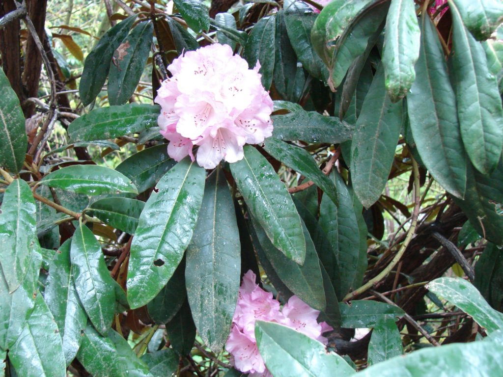 Rhododendron | PPO Home | Washington State University