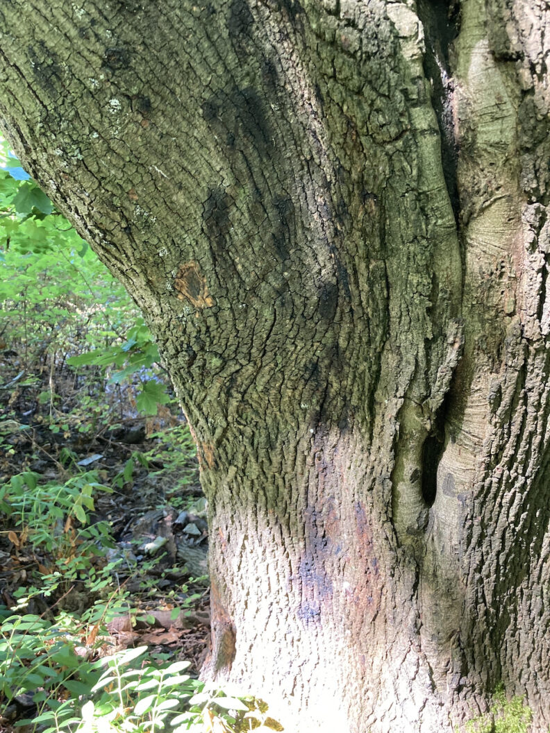 Sooty Bark Disease | PPO Home | Washington State University