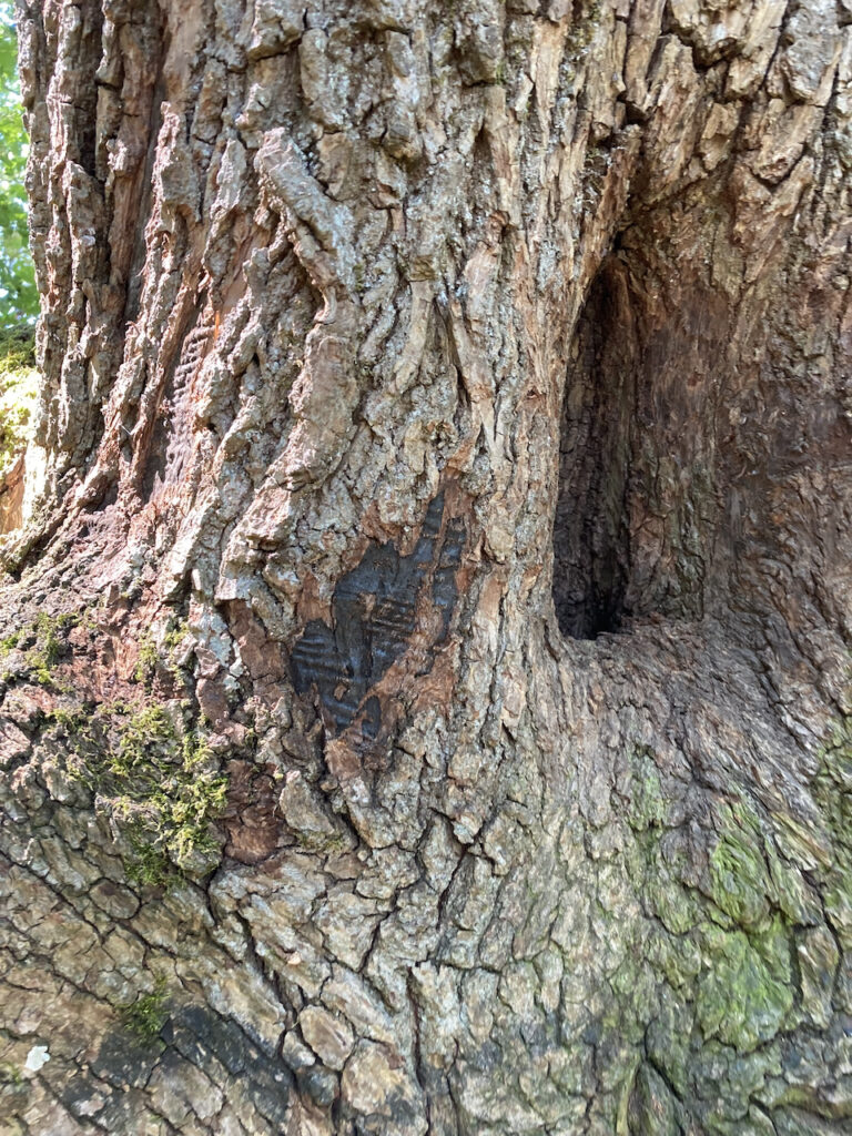 Sooty Bark Disease | PPO Home | Washington State University