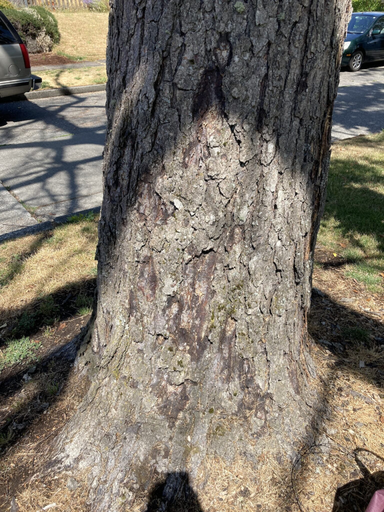 Sooty Bark Disease | PPO Home | Washington State University