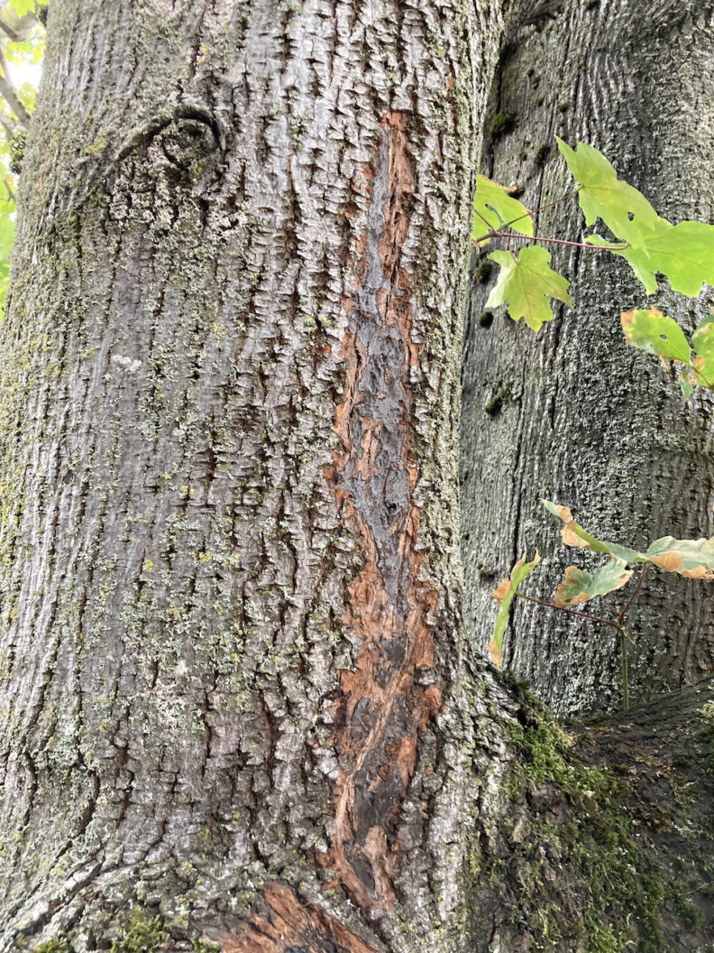 Sooty Bark Disease | PPO Home | Washington State University