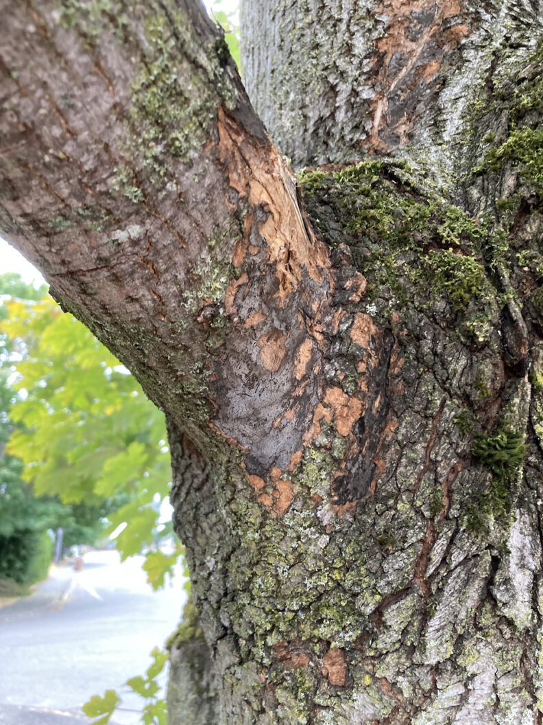 Sooty Bark Disease | PPO Home | Washington State University